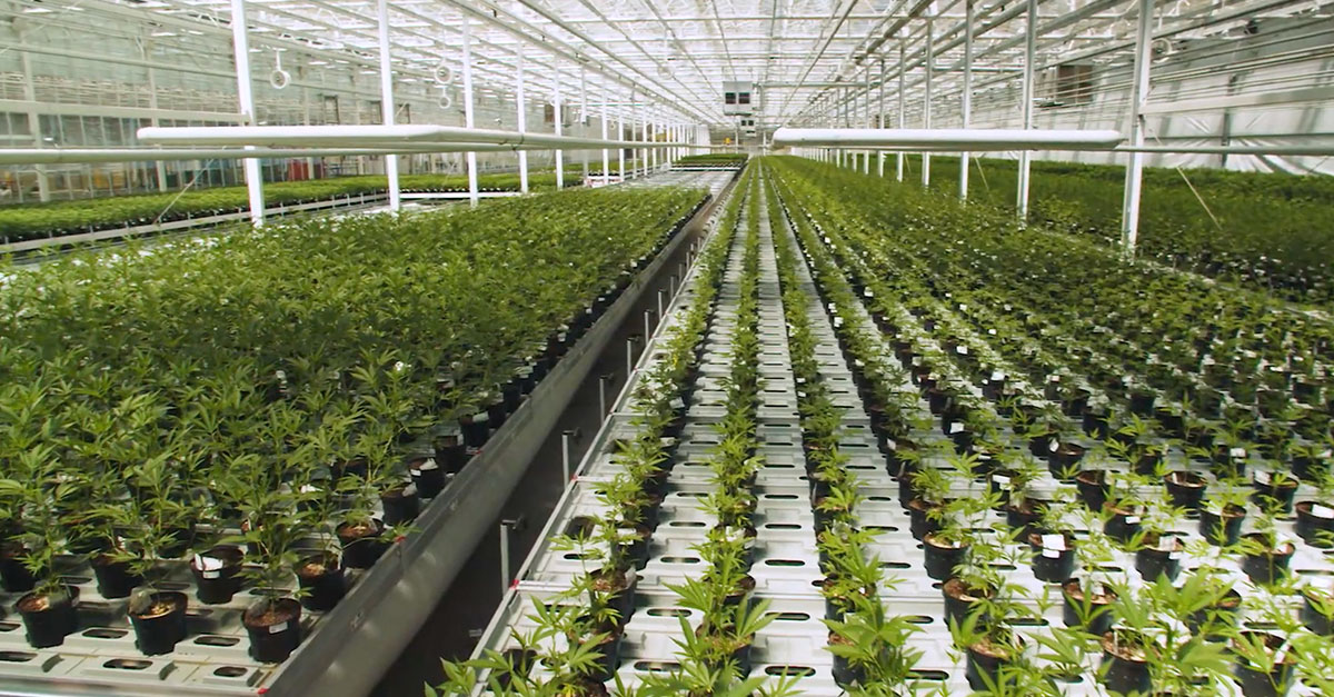 Watch New Aphria Inc. Video Showcasing Cannabis Growing Automation ...